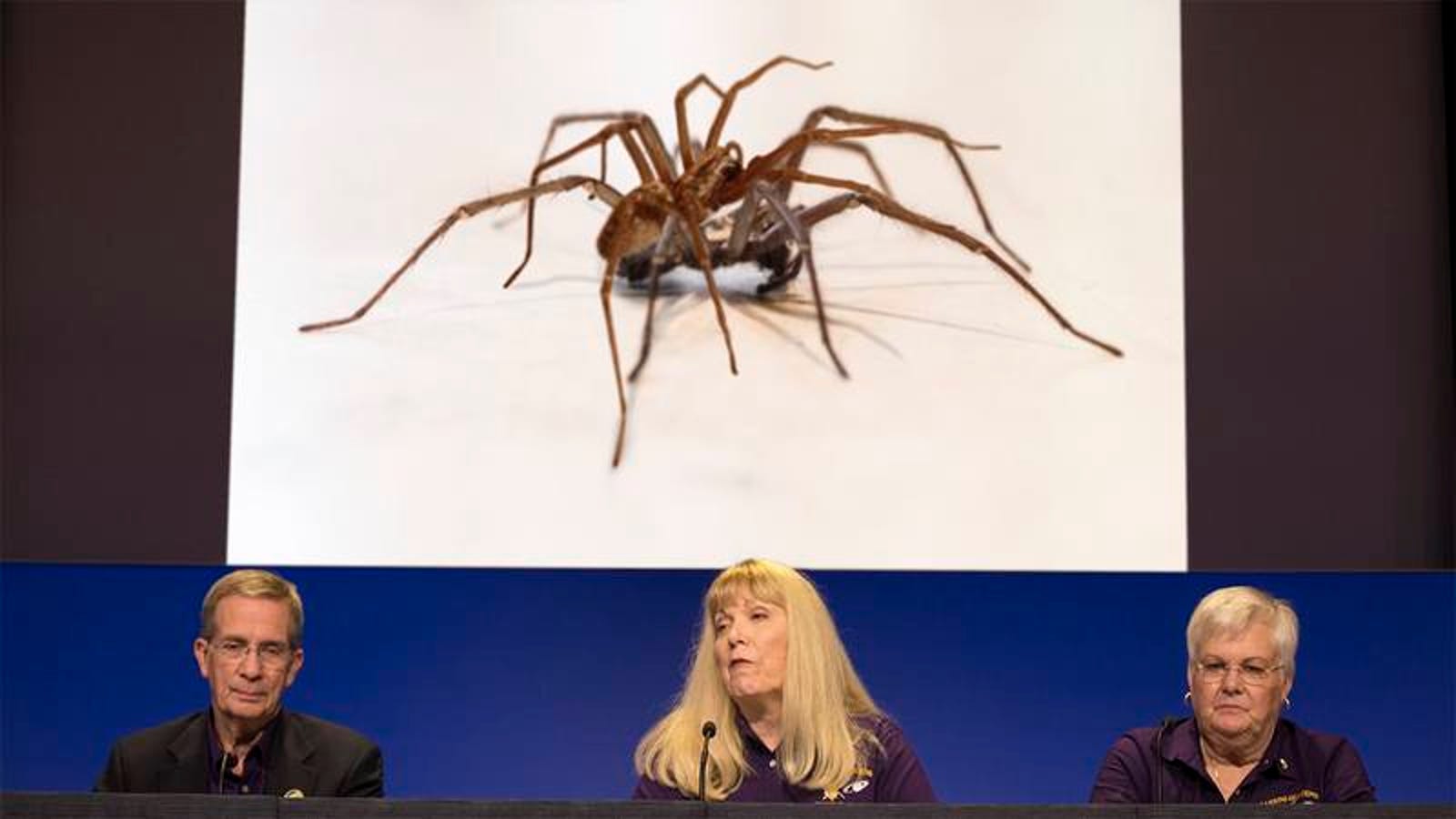 Ignorance Is Bliss Scientists Have Announced That If Spiders Have Sex