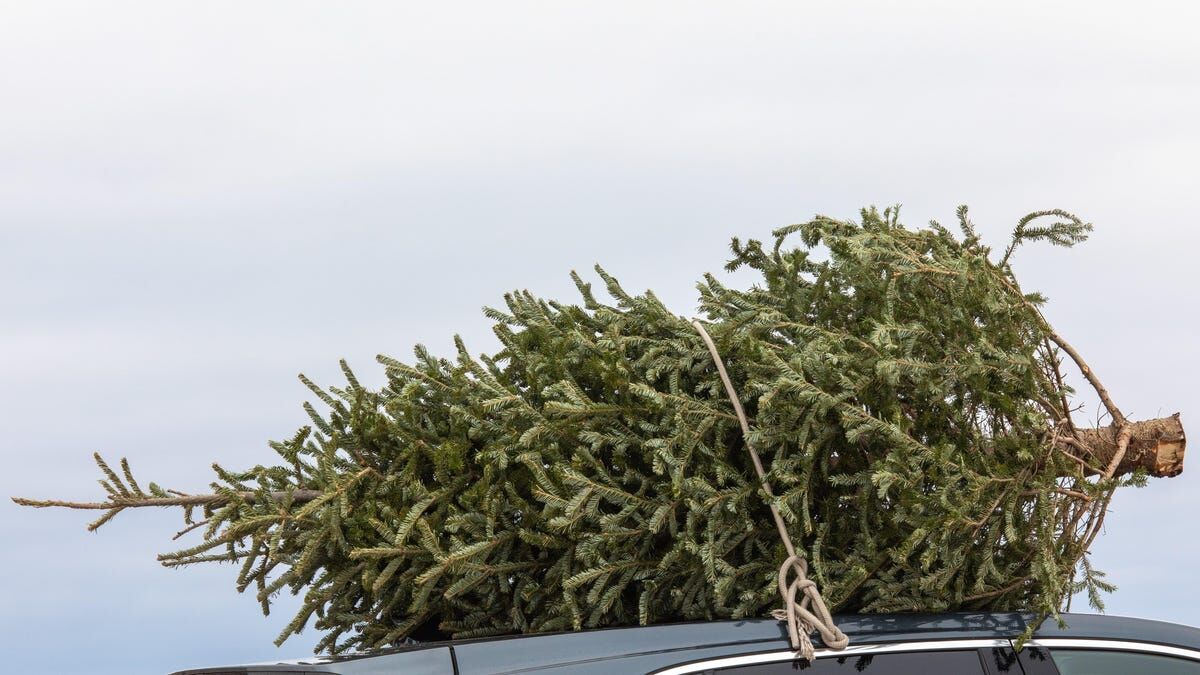 How to Legally Cut Your Own Christmas Tree in a National Forest