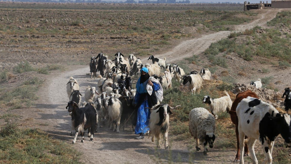 World Bank's climate investments are going to other projects