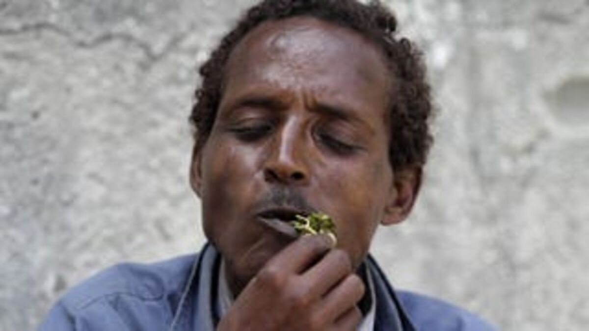 Khat, the controversial stimulant drug popular in Somalia and Kenya, is ...