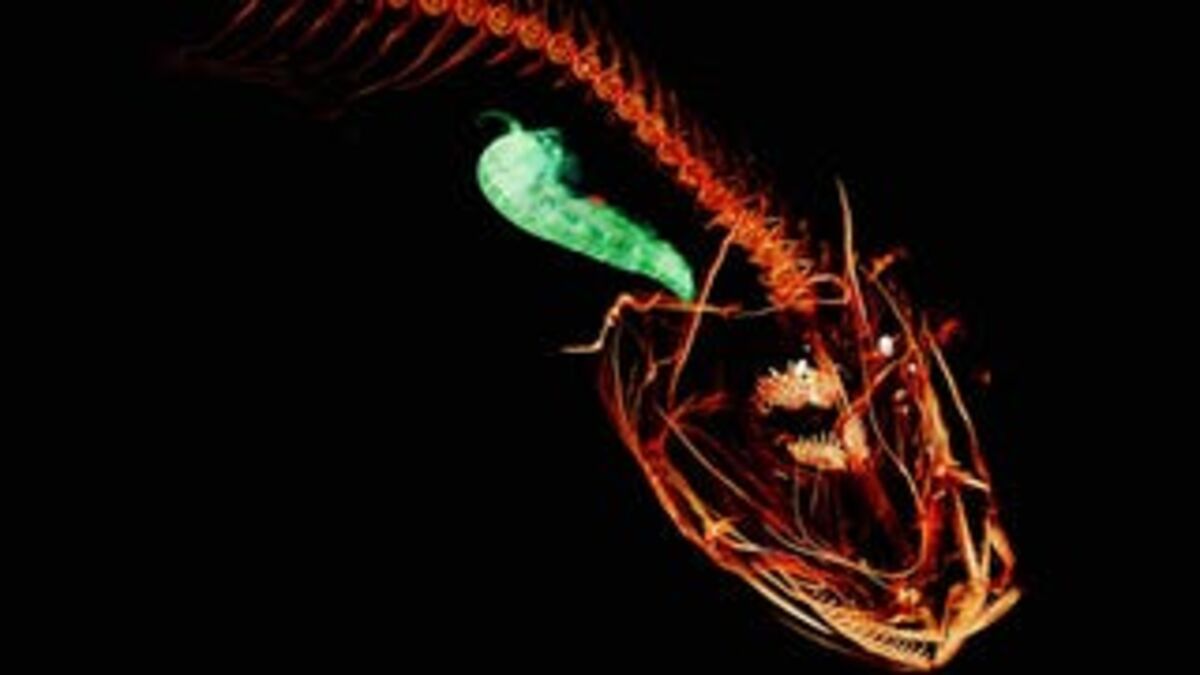 The Mariana snailfish, or pseudoliparis swirei, is the deepest-swimming ...