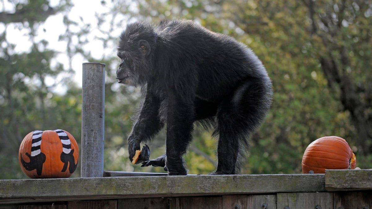 RIP Cobby, Oldest Male Chimp in the U.S., a 'Charismatic and Compassionate Leader'