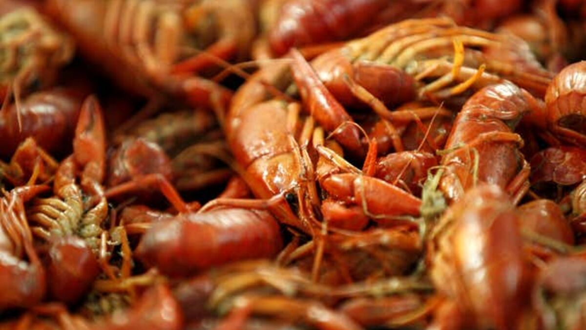 Drought pinched Louisiana's crawfish harvest, but mudbug fans are ...