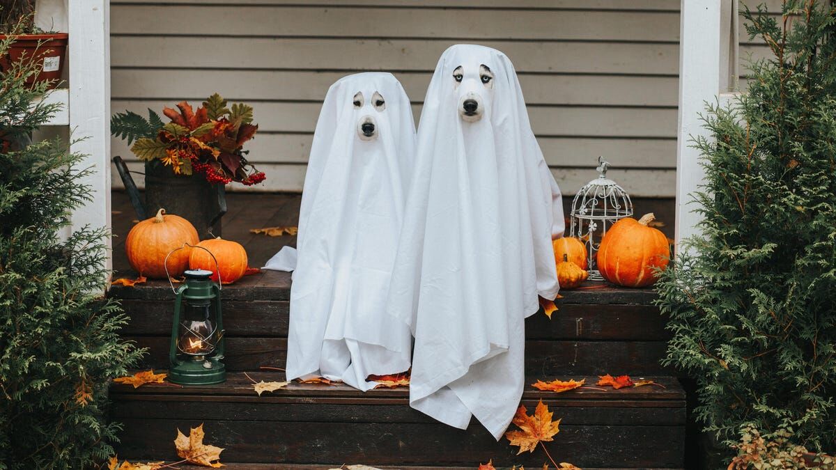 The Best Dogs Are Secret Dogs