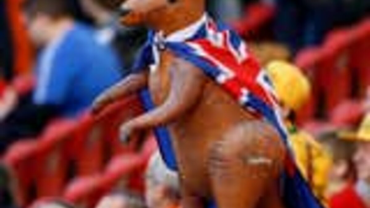 Roger the buff kangaroo: World mourns death of a “true icon”