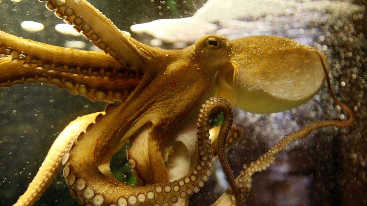 The aliens in "Arrival" look like octopuses because humans think ...