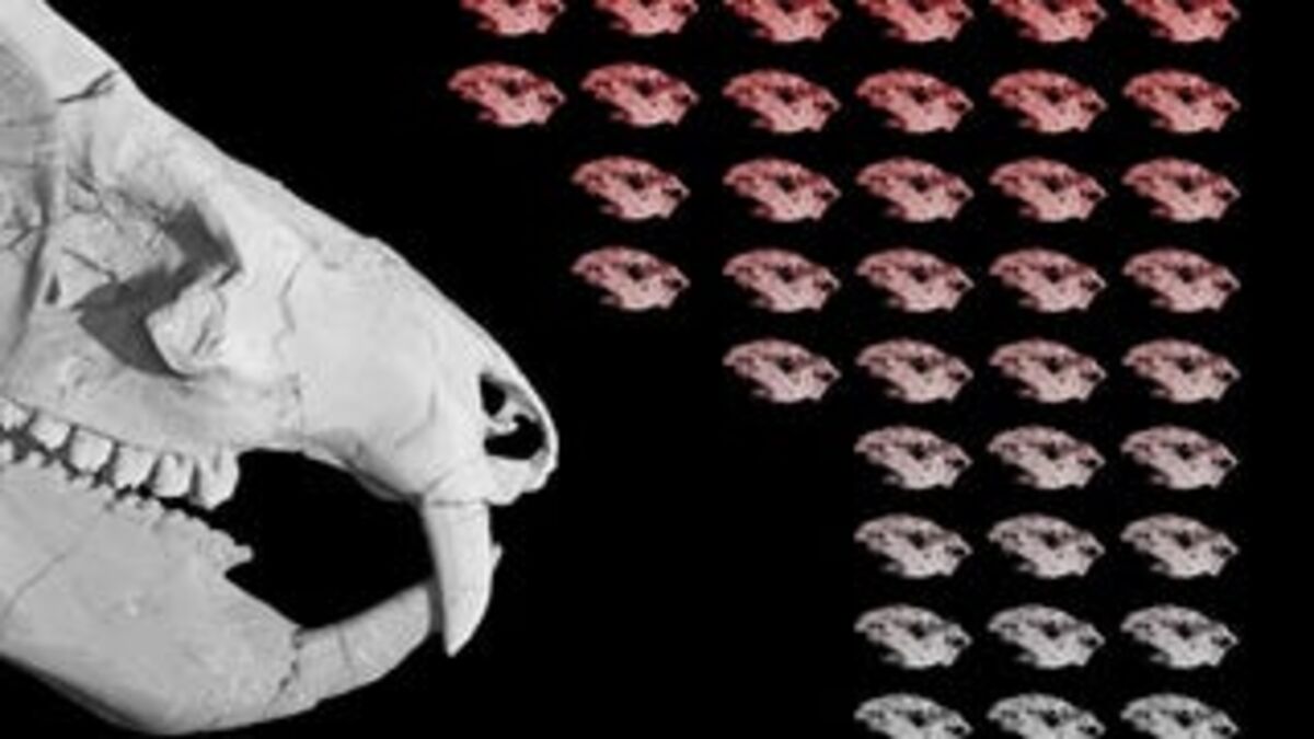 A prehistoric weasel lookalike had 38 babies at a time