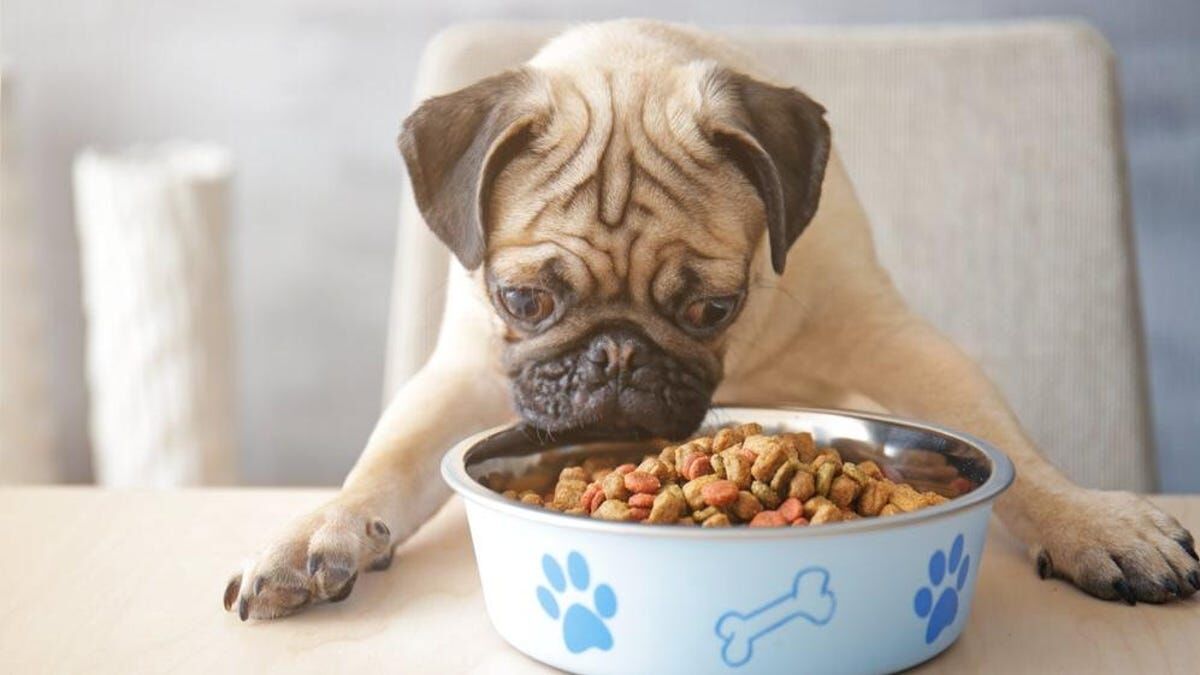 The Future of Pet Food Might Be Meatless