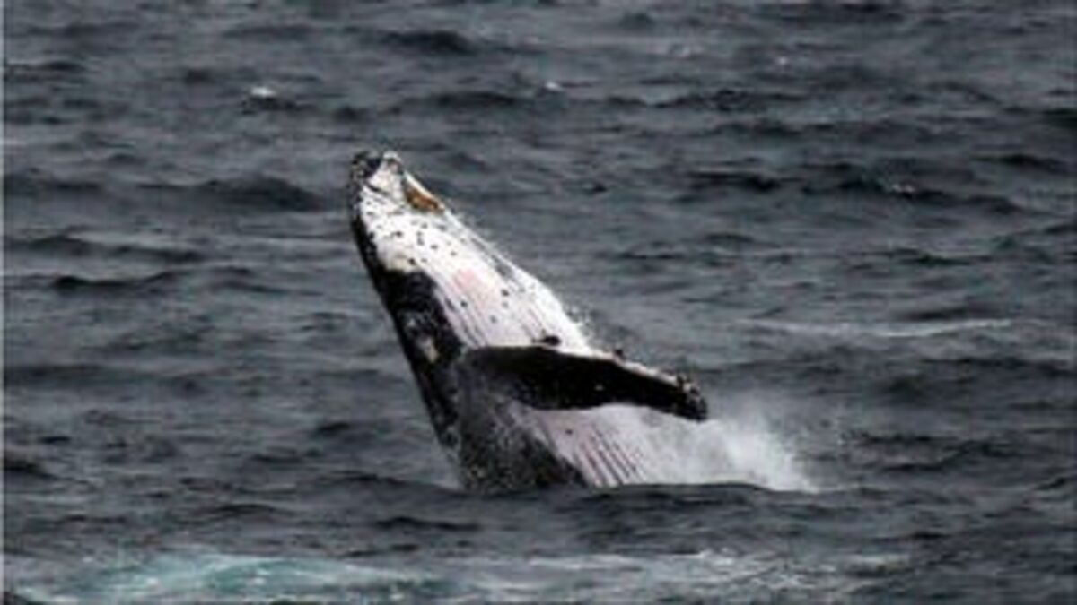Drones showed scientists that humpback whale blowholes have a distinct ...