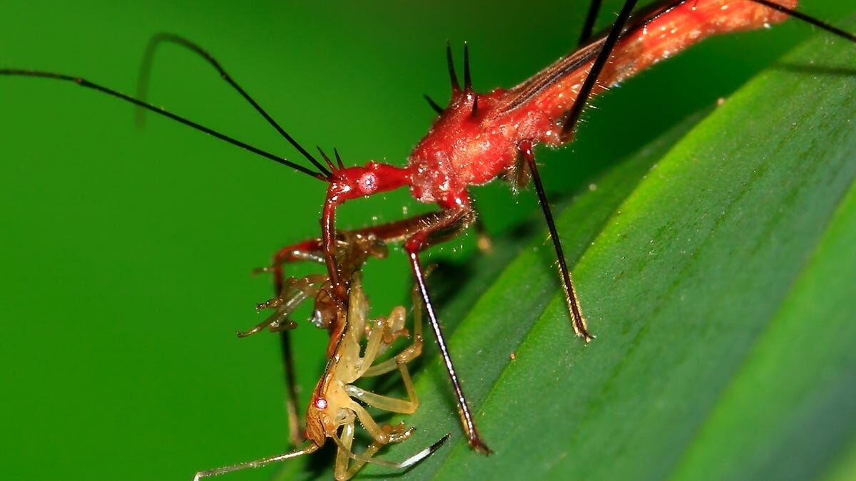 Weird Bug Being Eaten By Even Weirder Bug