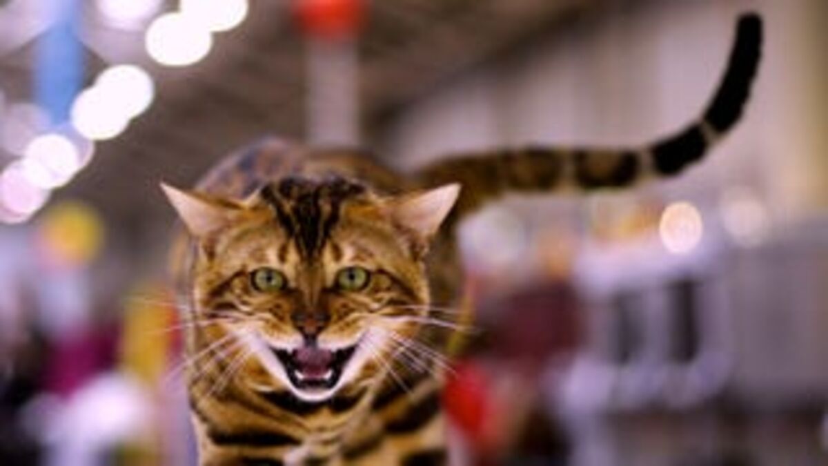 Which country loves cats the most