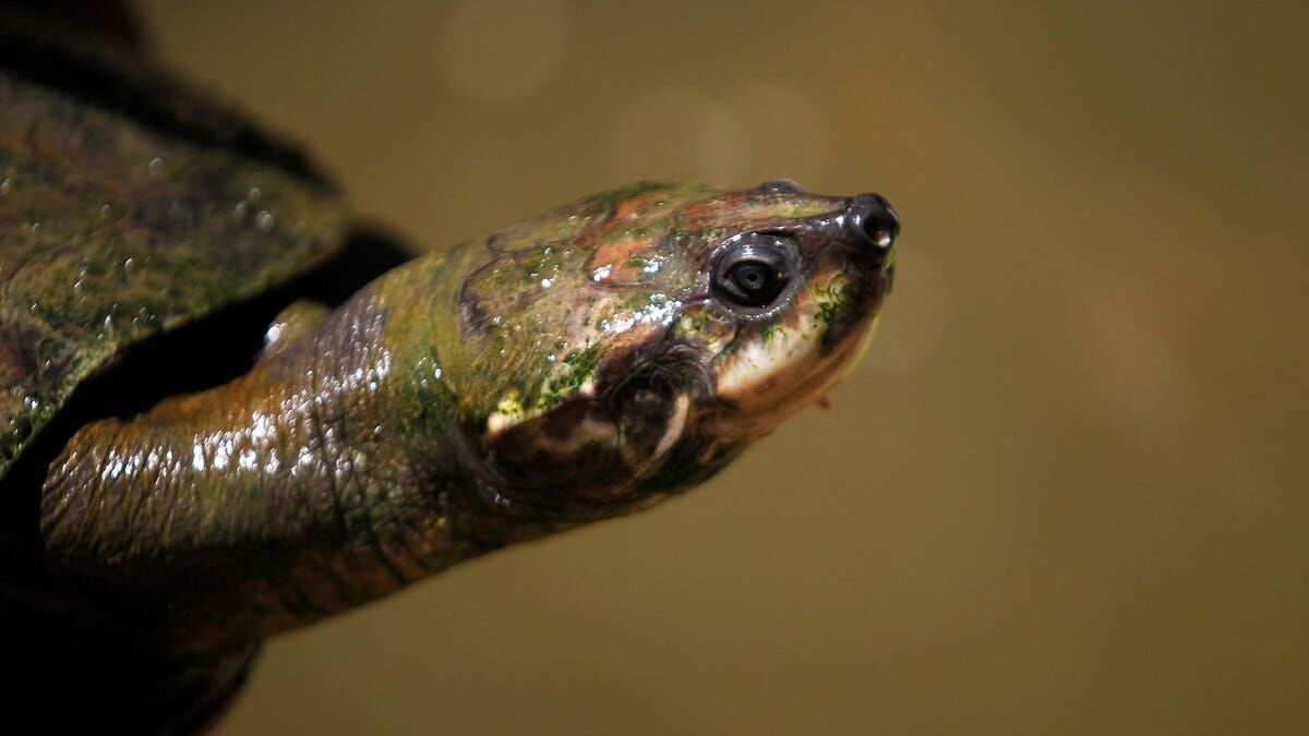 Turtle scientist Richard Vogt is accused of sexually inappropriate behavior