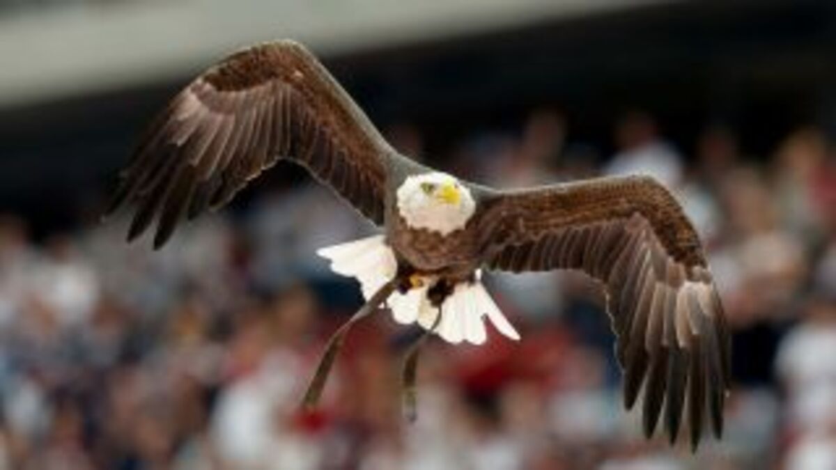 Today in on-the-nose symbolism: Bald eagles are terrorizing people with ...