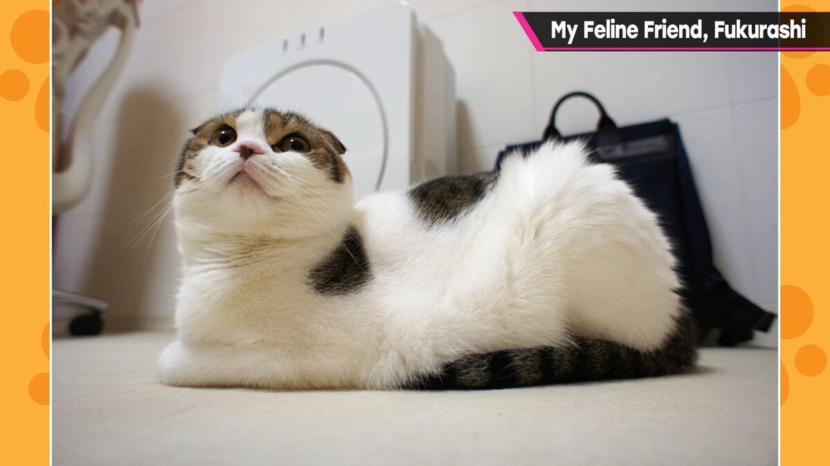 Smash Bros.' Masahiro Sakurai Made A YouTube About His Cat