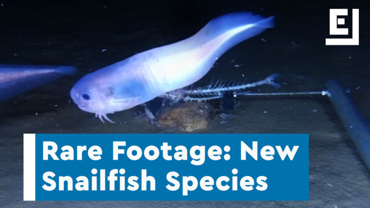 Three Freaky New Fish Species Discovered in One of the World's Deepest ...