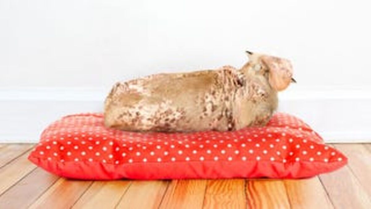 Popular Designer Dog Breed Just Twisted Spinal Cord Attached To ...