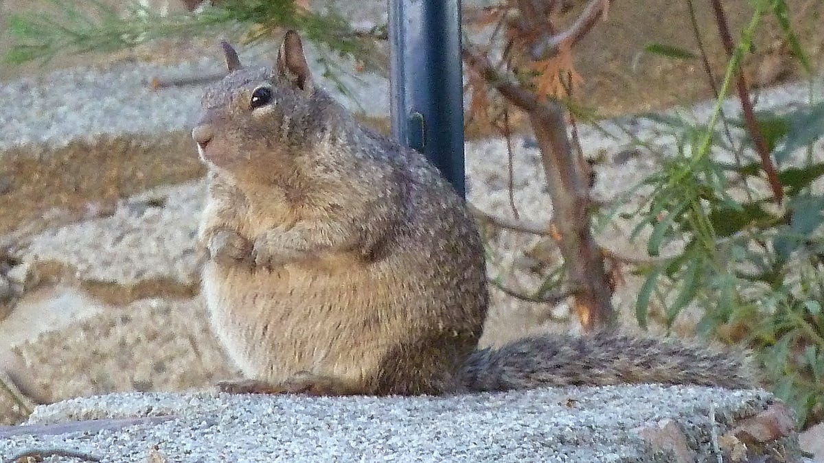 Squirrel Who Really Chunked Out Unable To Look Neighborhood Residents ... Squirrel Who Really Chunked Out Unable To Look Neighborhood Residents ...