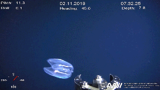 Beneath the Arctic's Sea Ice, Robots Are Illuminating a Mysterious World