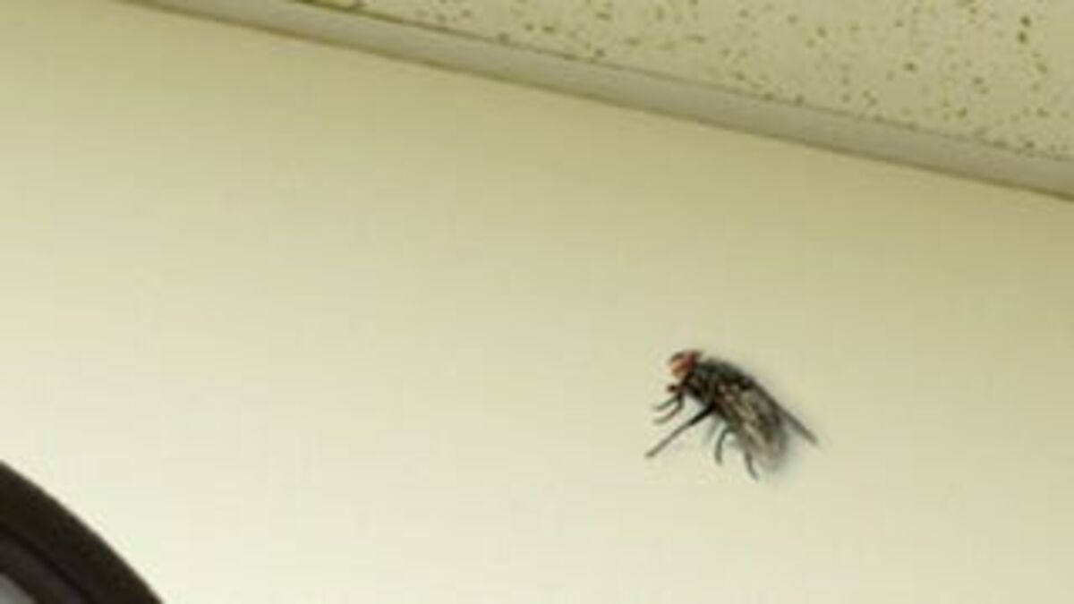 Fly On Wall Can’t Believe They're Restructuring Entire West Coast Division