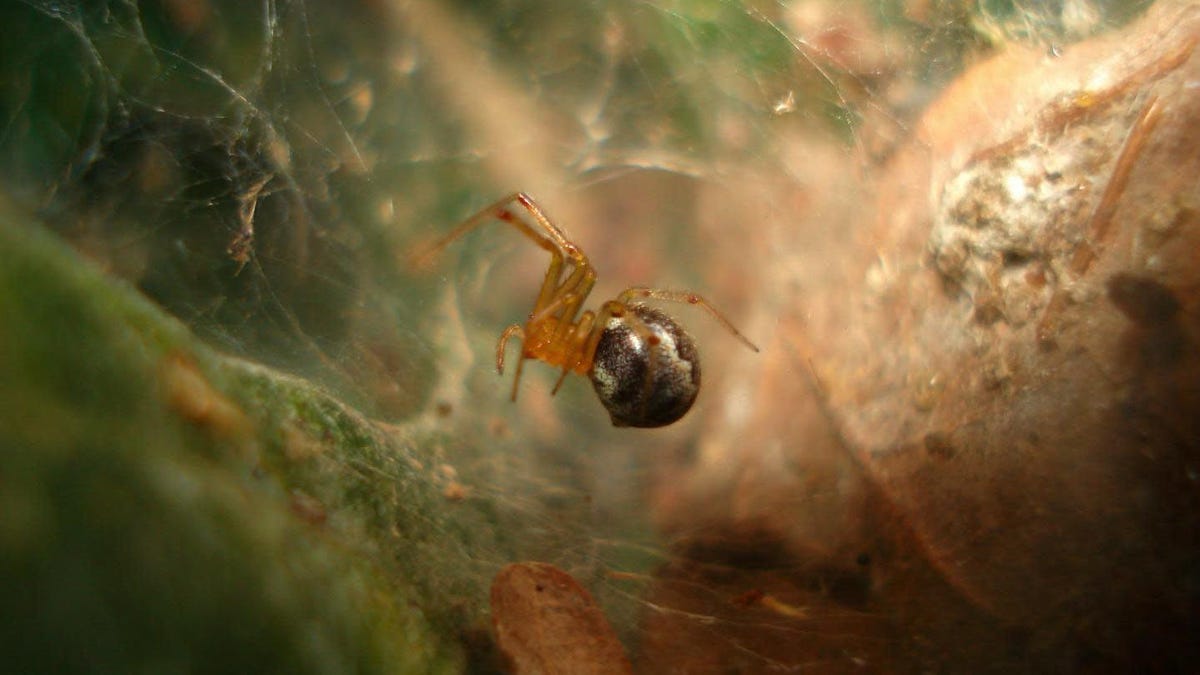 Hurricanes and Climate Change Might Make Spiders More Aggressive Hurricanes and Climate Change Might Make Spiders More Aggressive