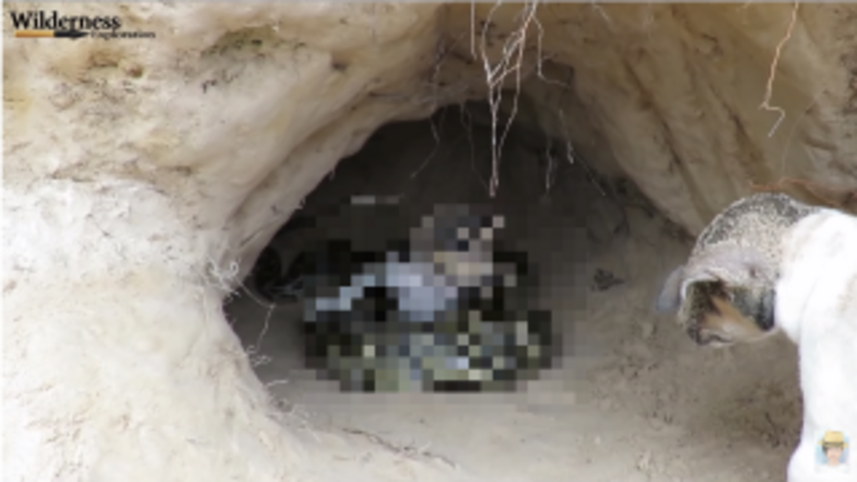 YouTube Starts Banning Fake 'Rescue' Videos of Snakes Attacking Puppies ...