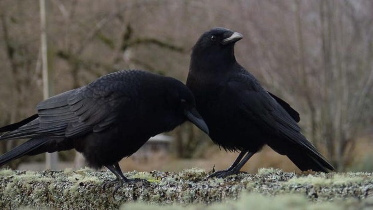 These Crows Evolved Into a New Species, Boned the Old Species Too Much ...