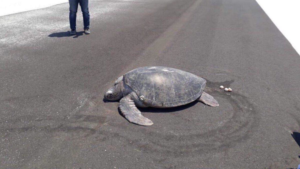 Mama Turtle Goes Home to Lay Eggs, Finds Airport Runway Instead