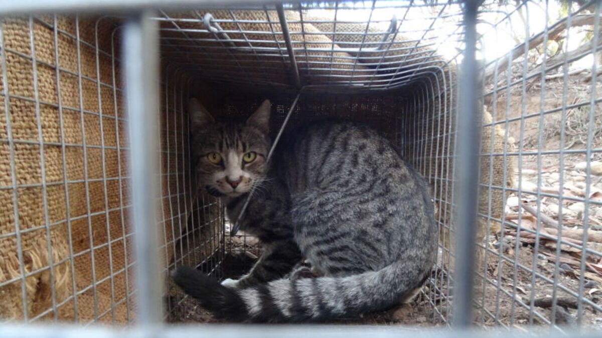 The Scientists Training Australia’s Native Critters How to Survive ...