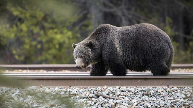 Drunk Grizzly Bears Keep Getting Killed By Trains